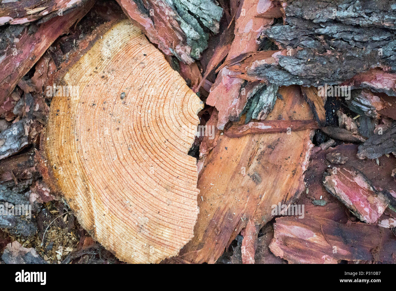 A cut section of a log shows the tree rings Stock Photo - Alamy