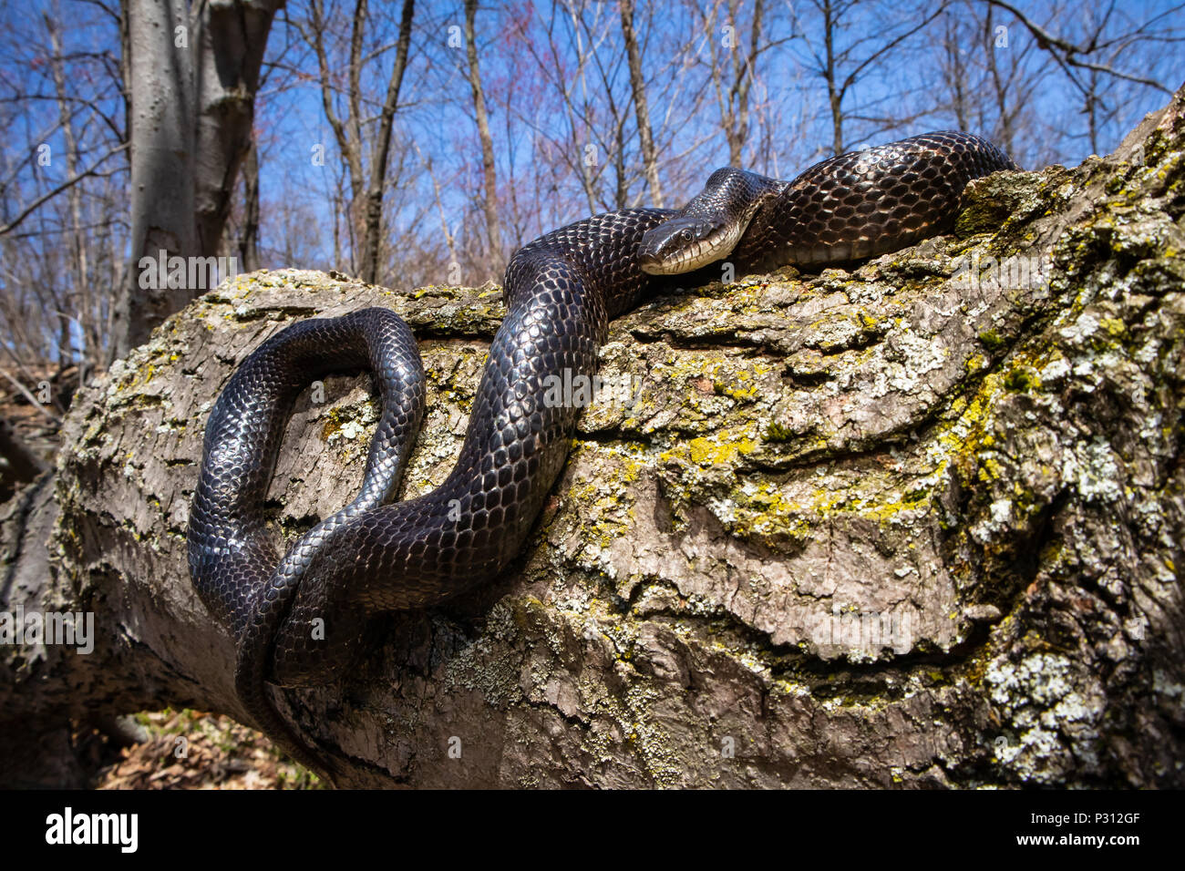 Black rat snake basking in a tree - Pantherophis alleghaniensis Stock ...