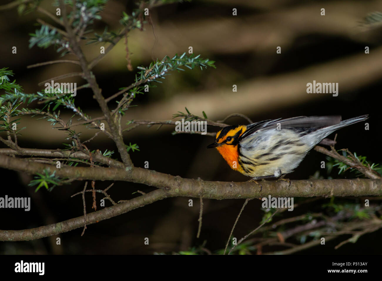 Male blackburnian warbler - Setophaga fusca Stock Photo - Alamy