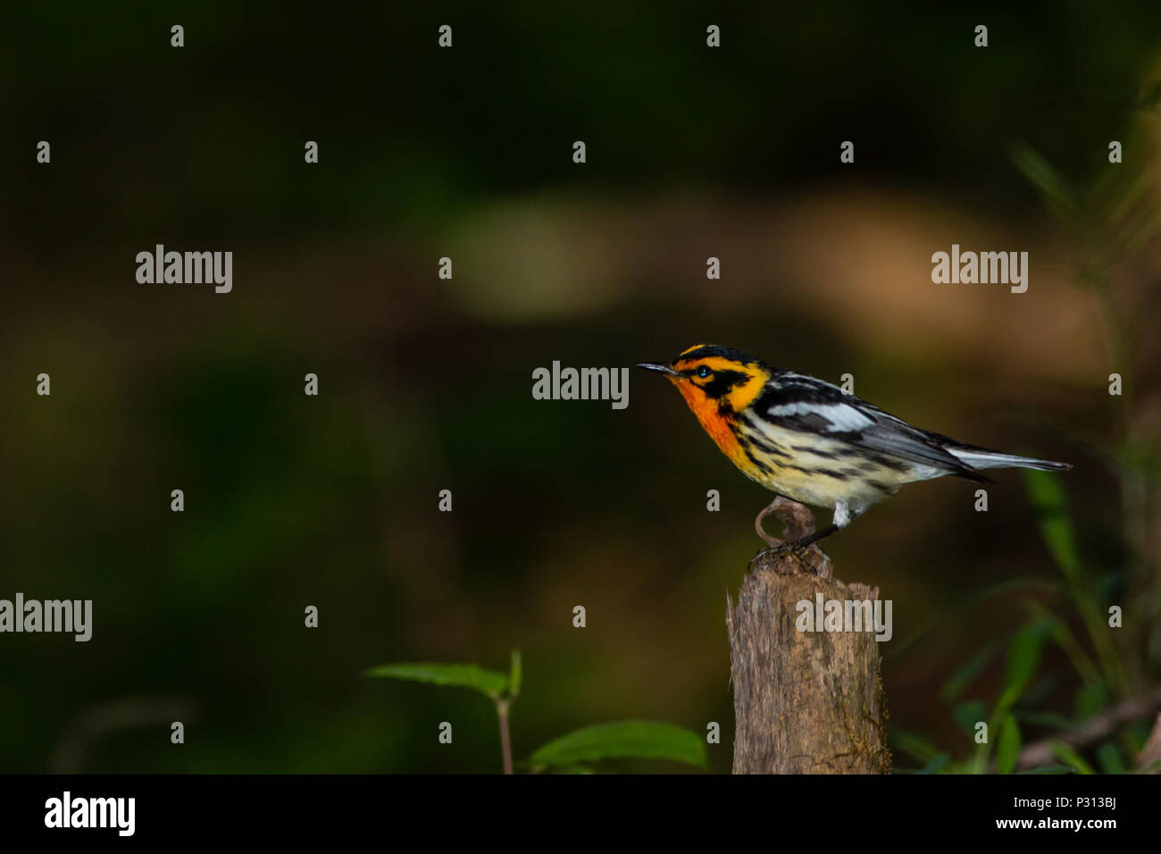 Male blackburnian warbler - Setophaga fusca Stock Photo - Alamy