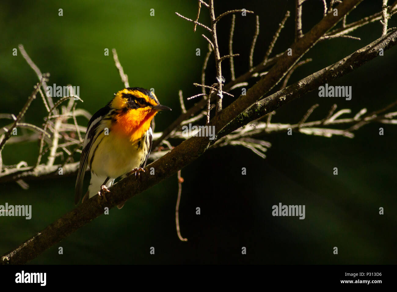 Male blackburnian warbler - Setophaga fusca Stock Photo - Alamy