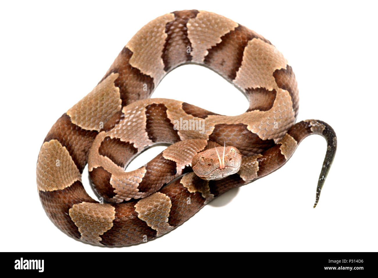 Eastern copperhead hi-res stock photography and images - Alamy