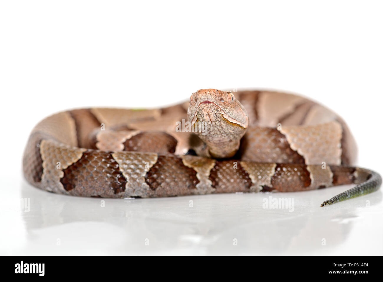 Eastern Copperhead (Agkistrodon contortrix) close-up on white ...