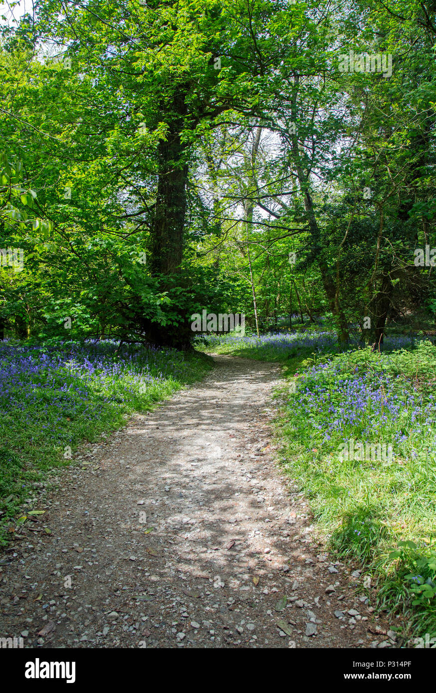 Spring woodland scene showing trees, fallen trees, bluebells, and ...