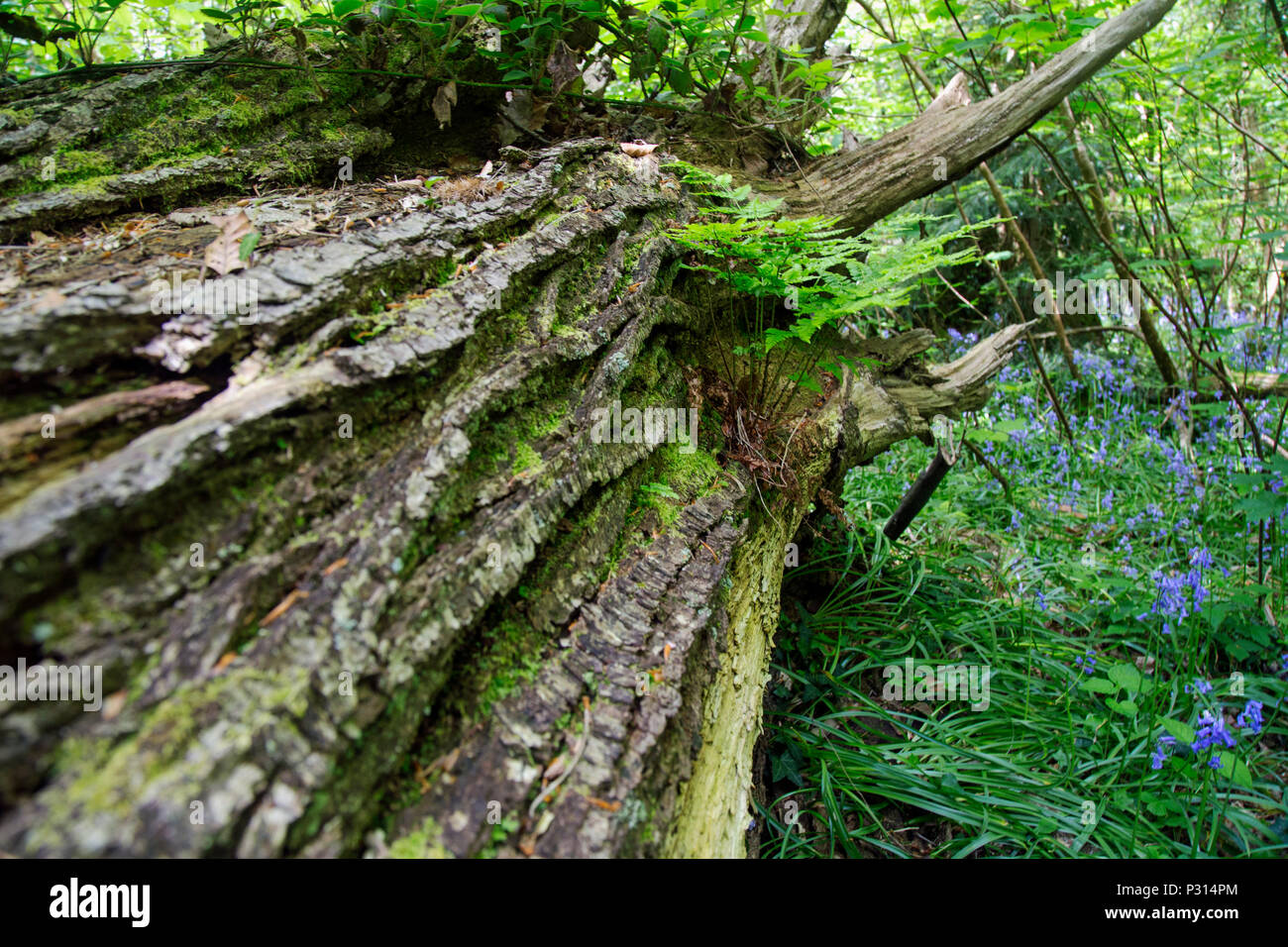 Spring woodland scene showing trees, fallen trees, bluebells, and ...