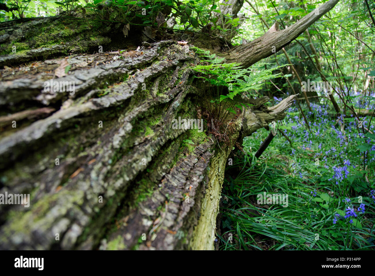 Spring woodland scene showing trees, fallen trees, bluebells, and ...
