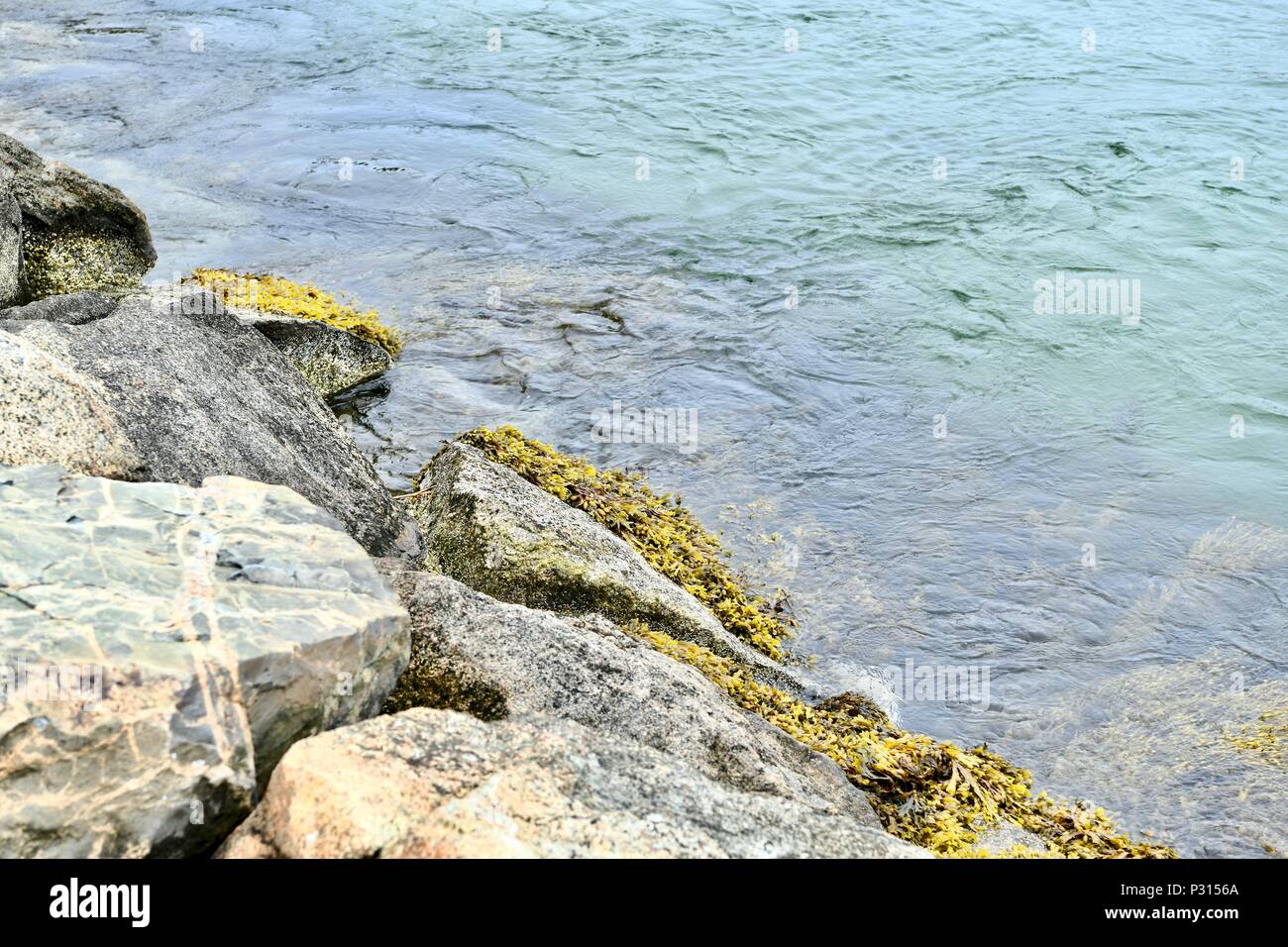 Moss growing on ocean rocks at the Cape Cod National Seashore ...