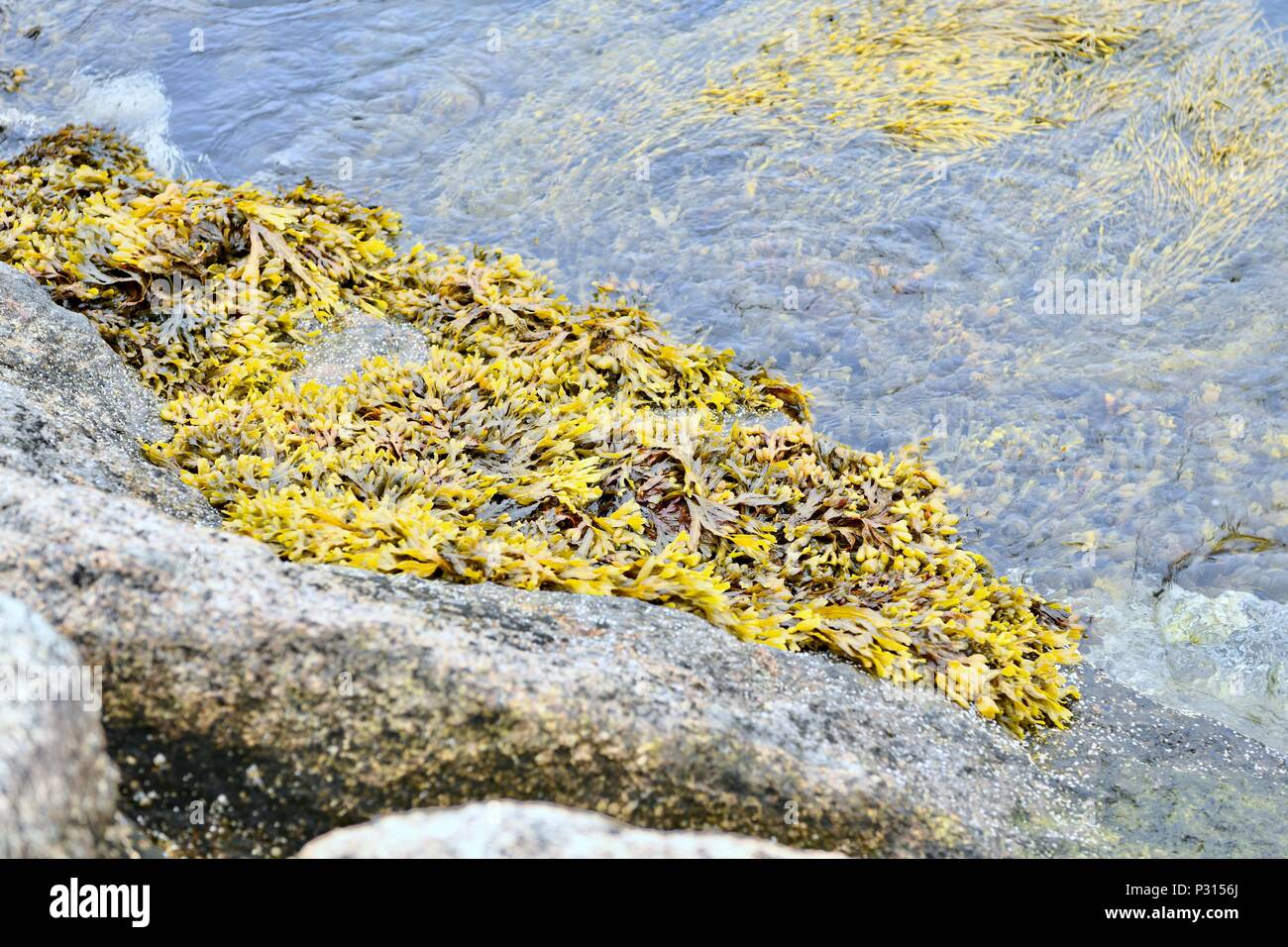 Atlantic ocean grassy moss rocks hi-res stock photography and images ...