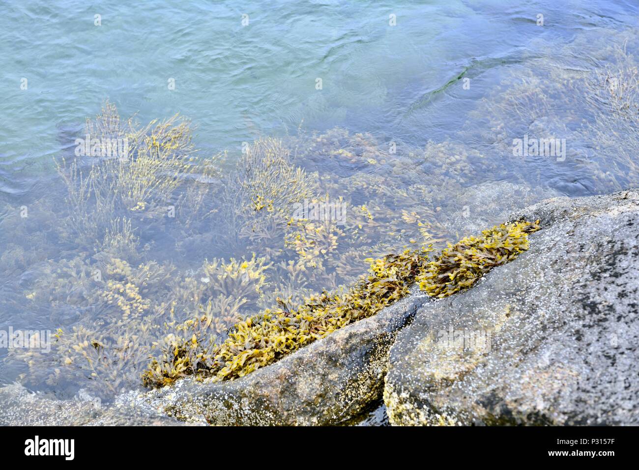 Green beach rock moss hi-res stock photography and images - Alamy