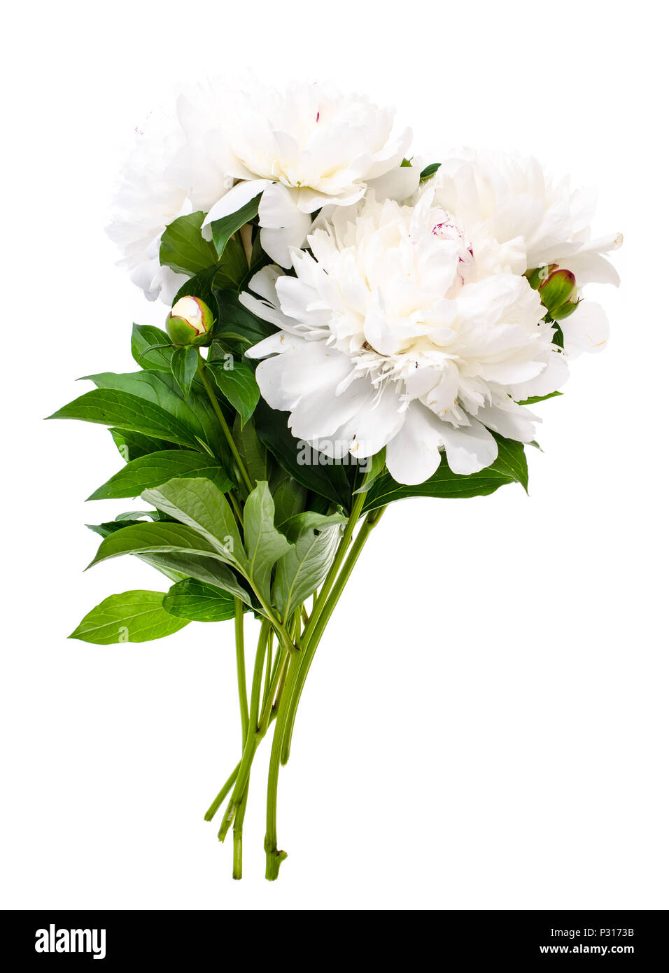Bouquet of white peonies isolated on white background. Studio Photo ...