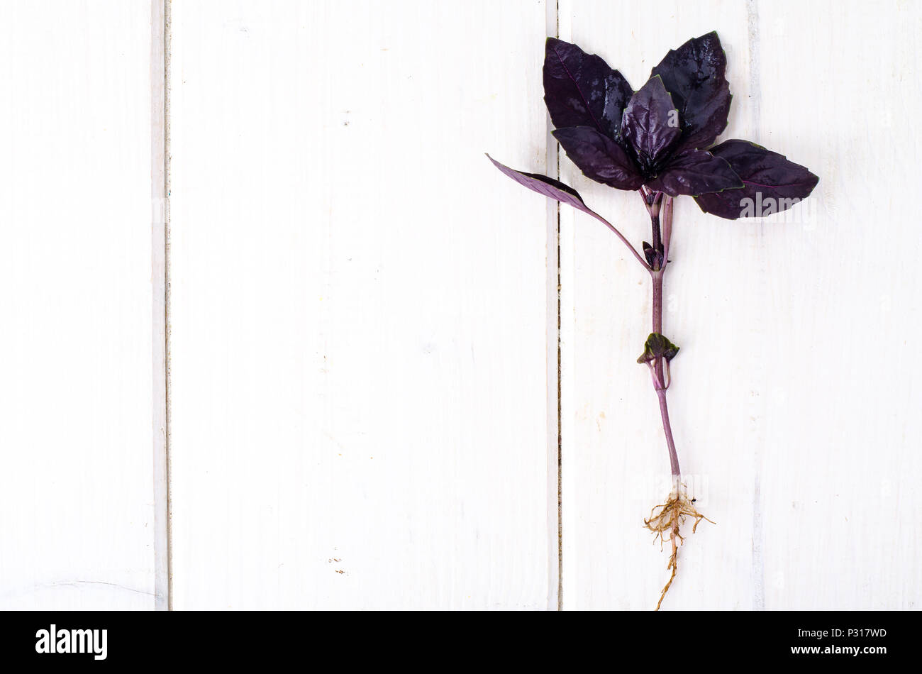 Red leaved basil. Studio Photo Stock Photo - Alamy