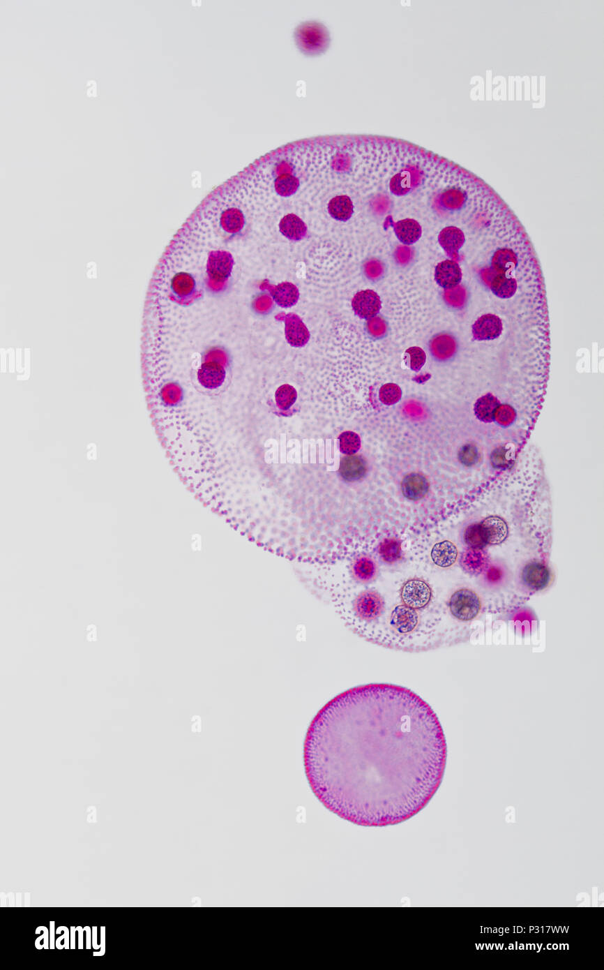 Volvox Microscope Slide