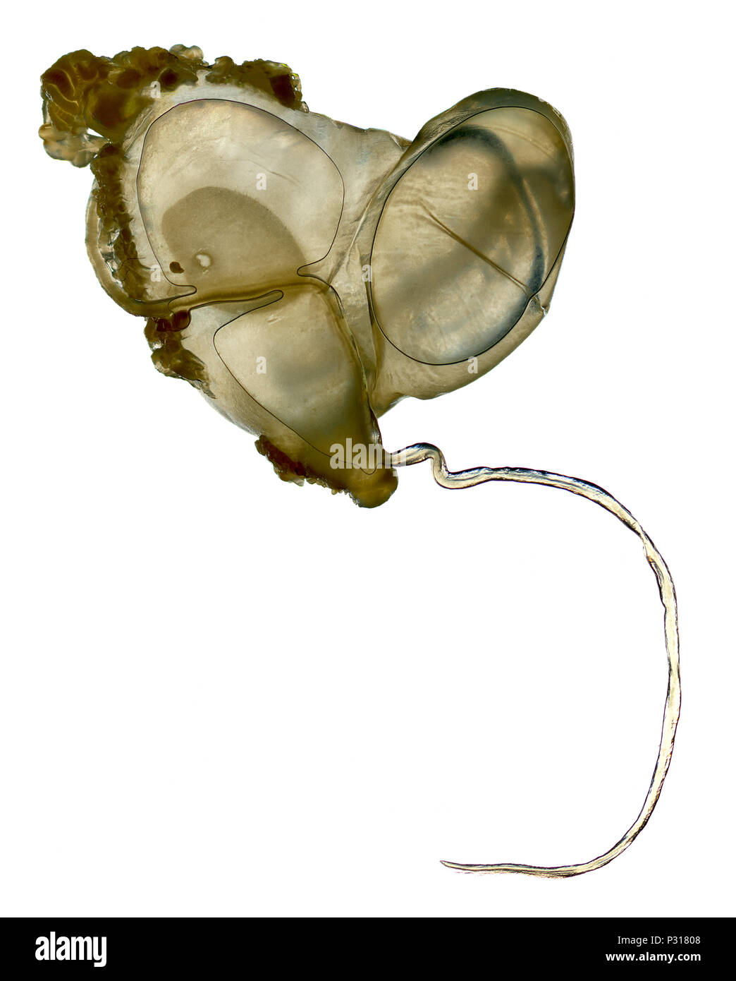 Man of war fish hi-res stock photography and images - Alamy