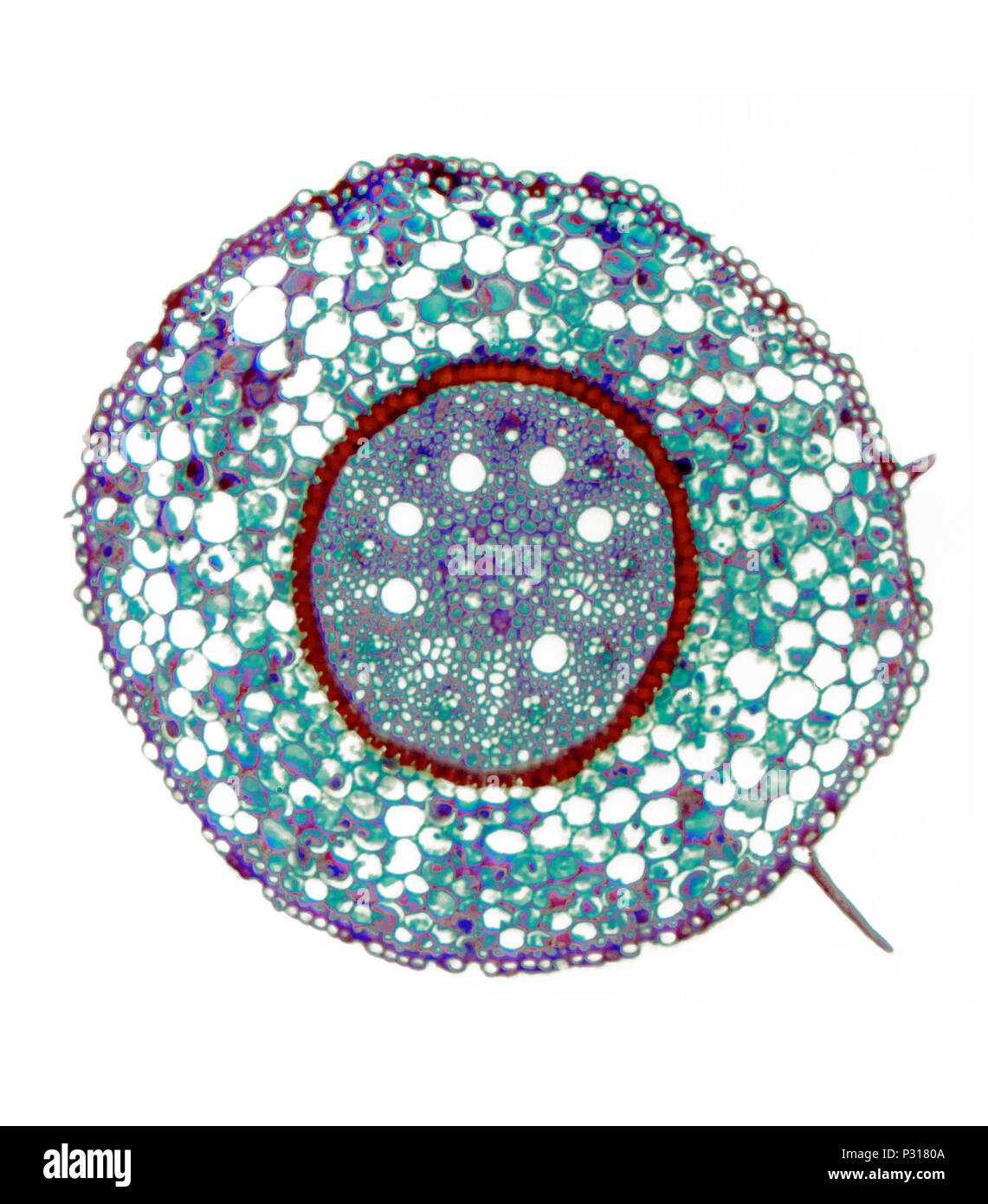 Plant cells microscopic hi-res stock photography and images - Alamy