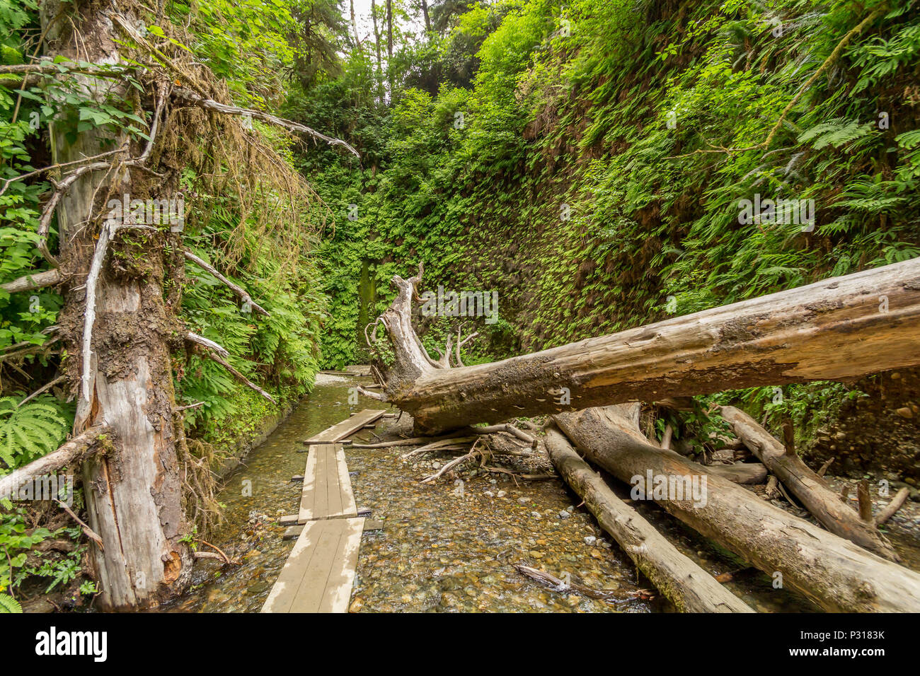 Fern canyon hi-res stock photography and images - Alamy