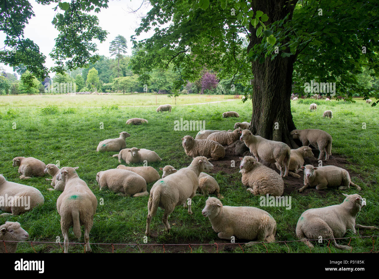 sheep in shadow under tree in summer in Holland Stock Photo - Alamy