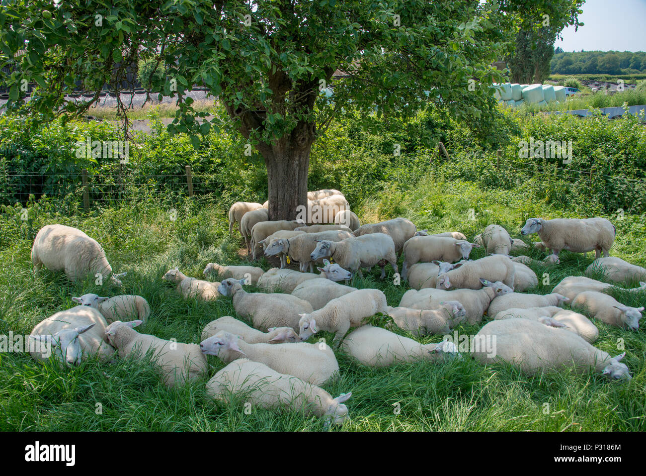 Shadow under tree hi-res stock photography and images - Alamy