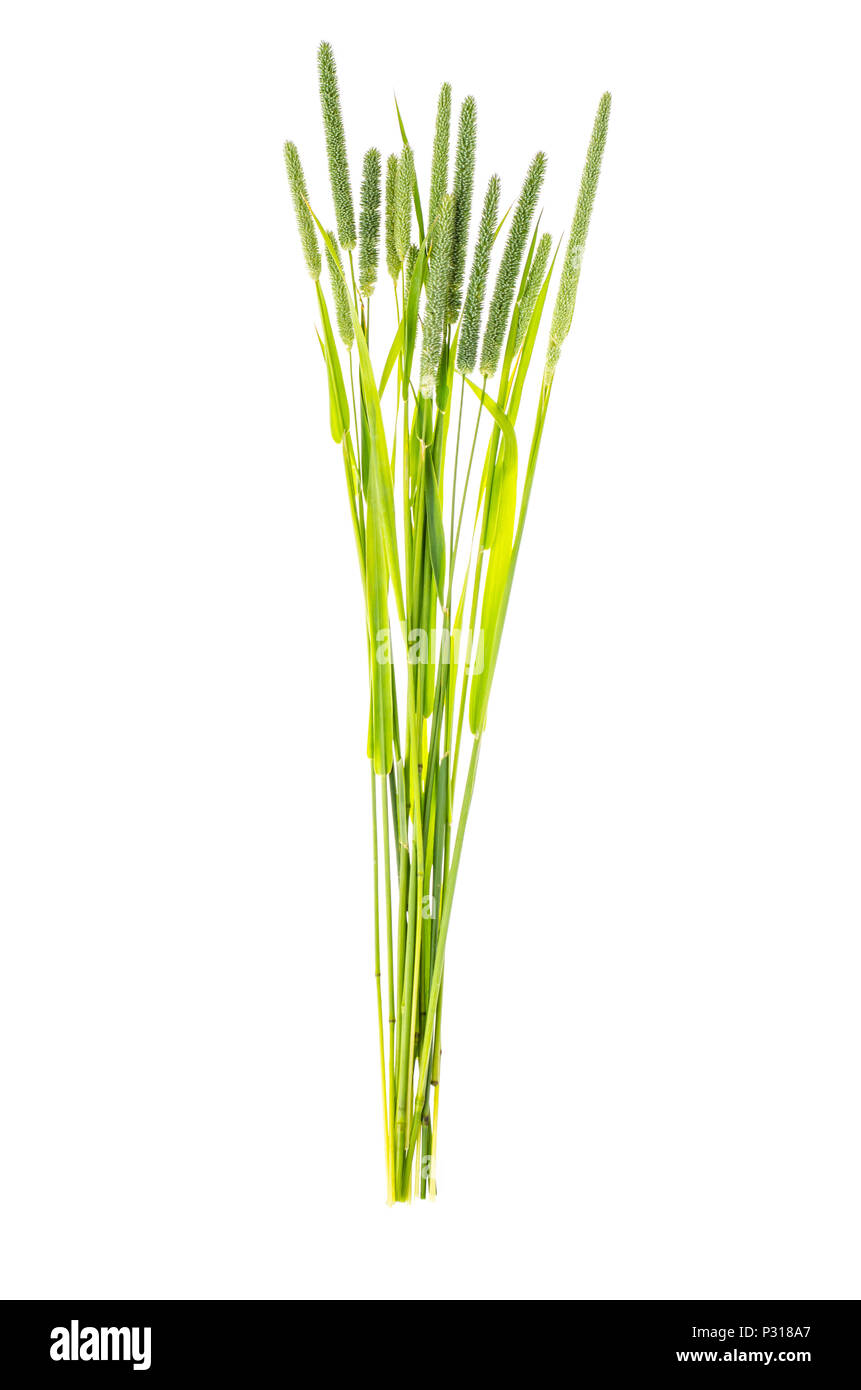 Grass stems Phleum. Studio Photo Stock Photo - Alamy