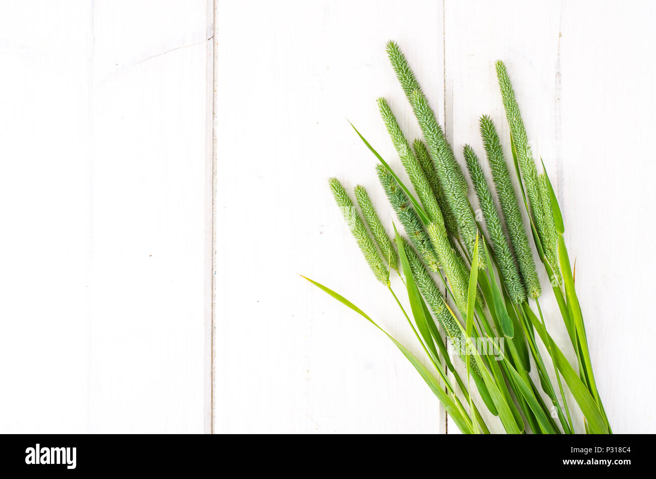 Grass stems Phleum. Studio Photo Stock Photo - Alamy