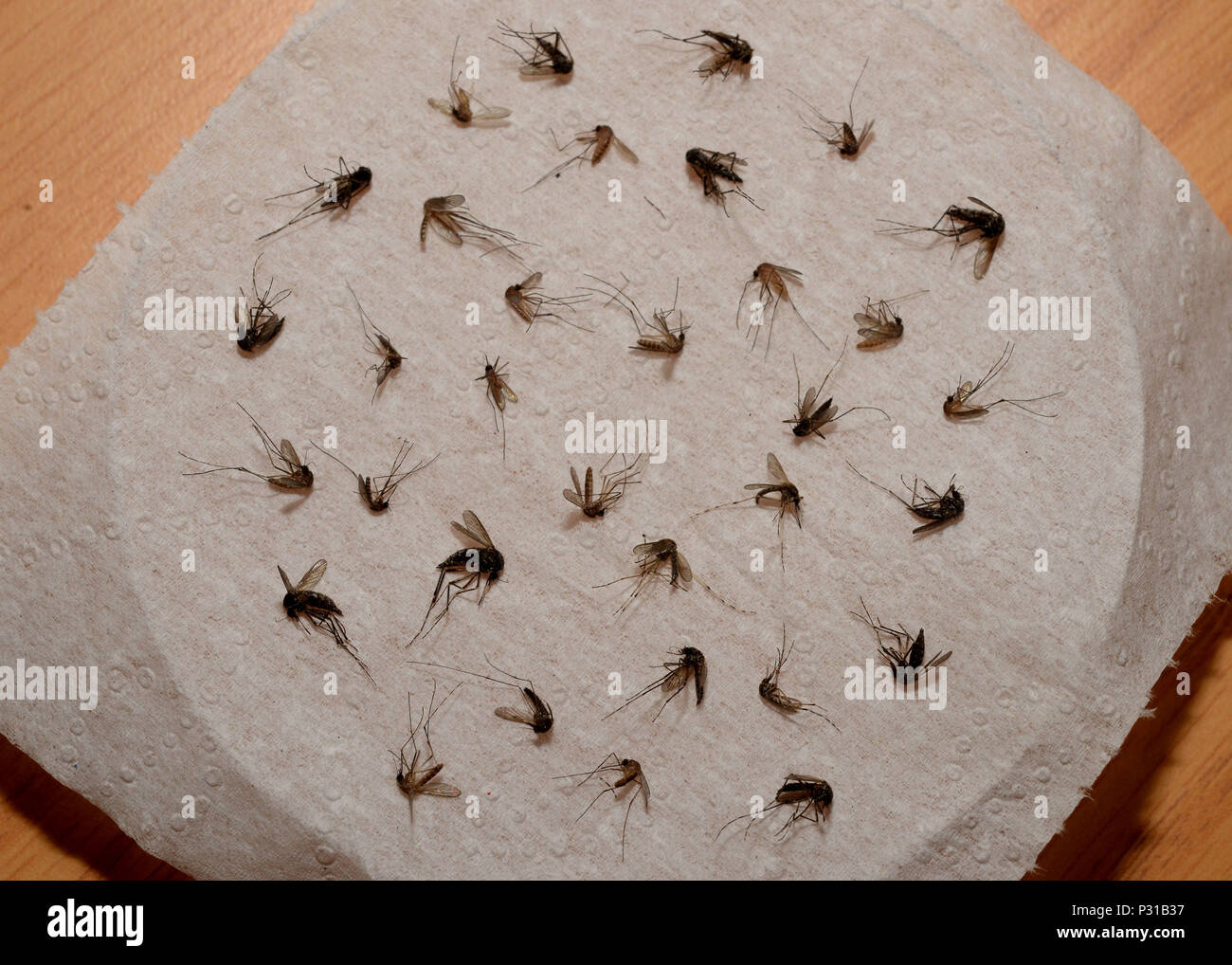Viruses petri dish hi-res stock photography and images - Alamy