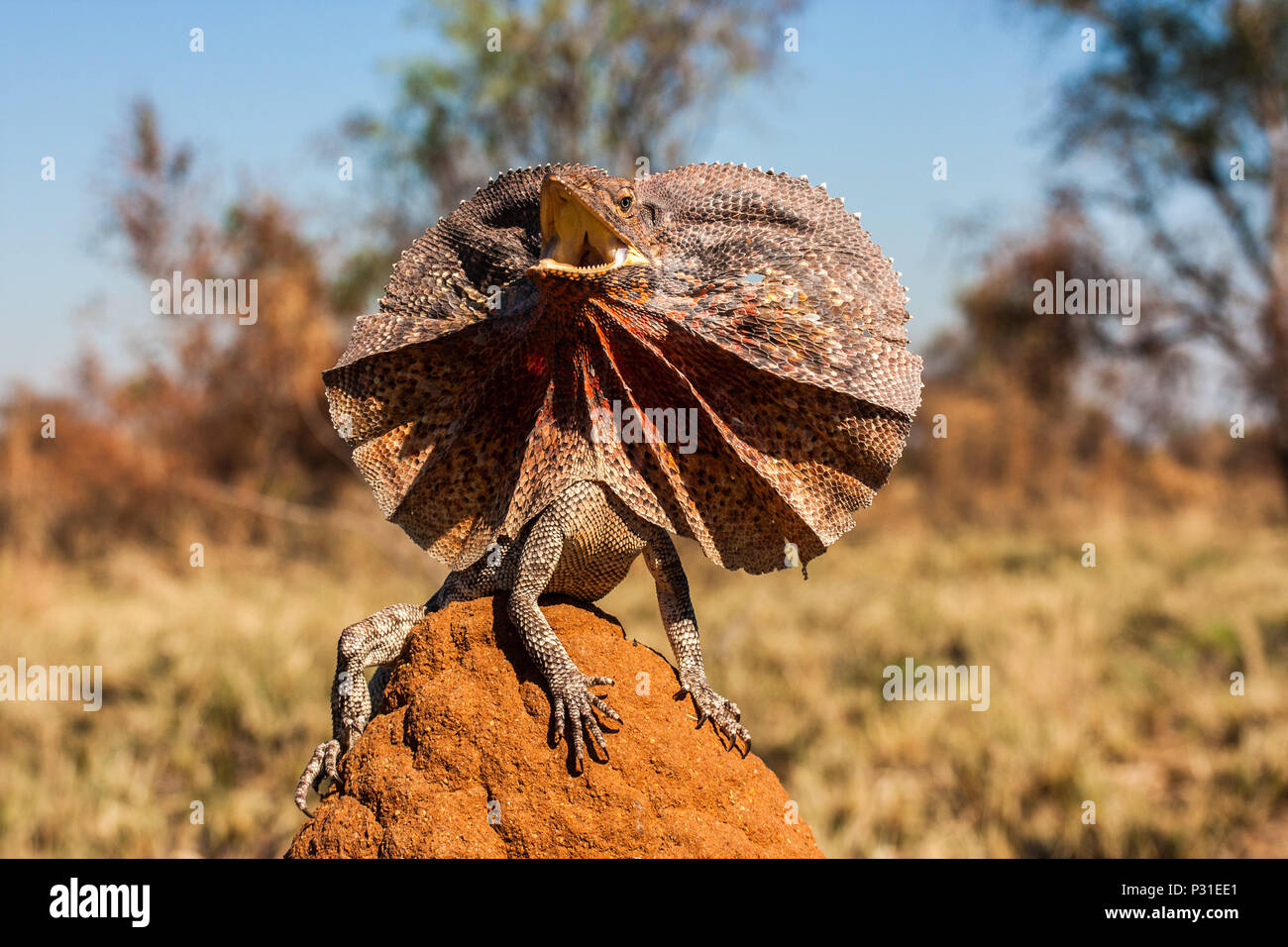 Frill necked lizard hi-res stock photography and images - Alamy
