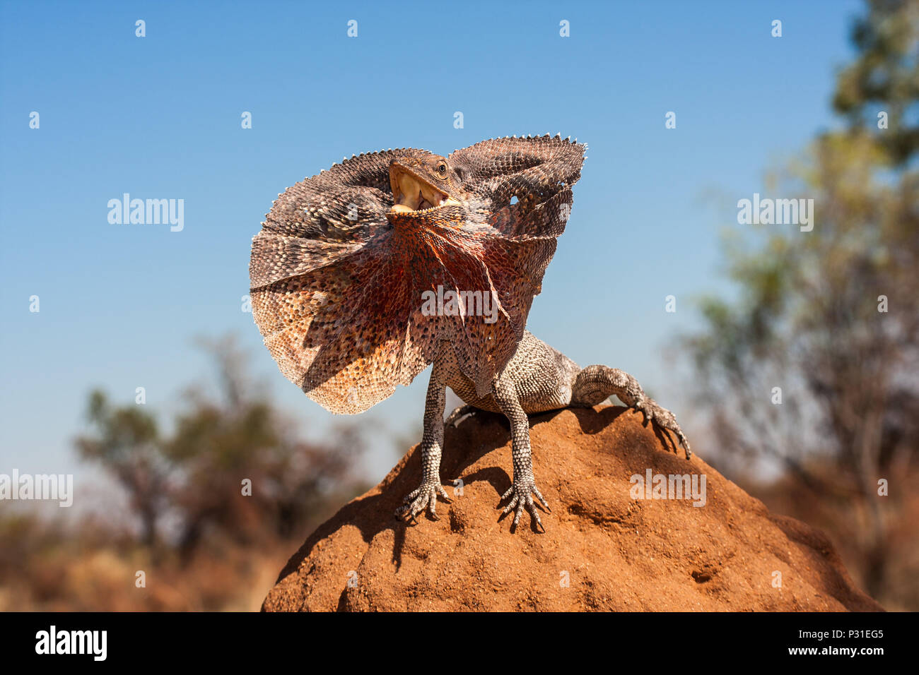 Frilly lizard hi-res stock photography and images - Alamy