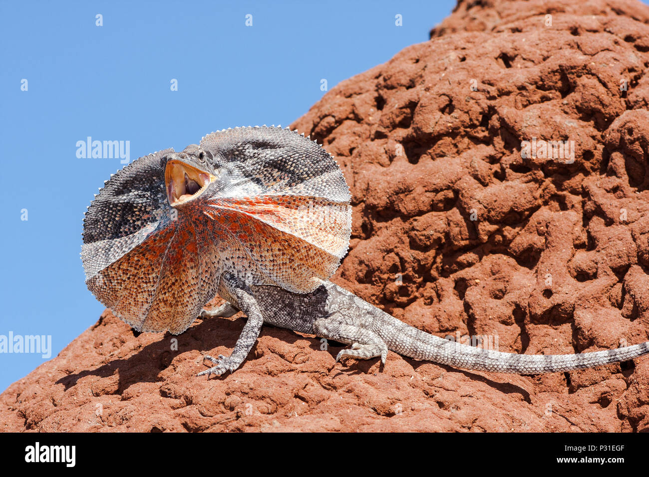 Frill necked lizard hi-res stock photography and images - Alamy