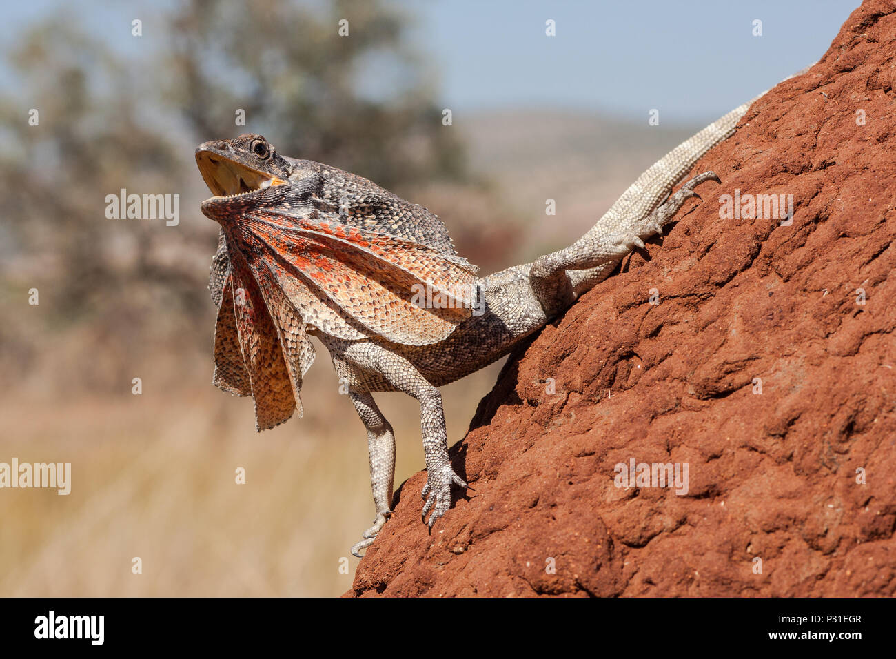 Frill Necked Lizard High Resolution Stock Photography and Images - Alamy