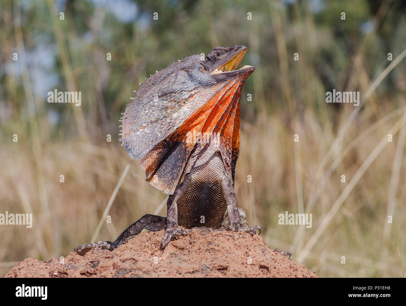 Frill necked lizard hi-res stock photography and images - Alamy