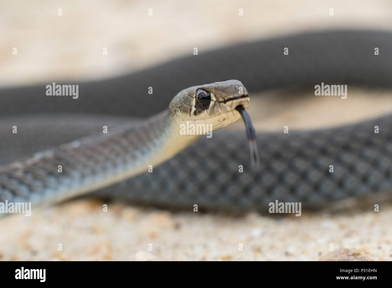 Yellow-faced Whip Snake Stock Photo - Alamy