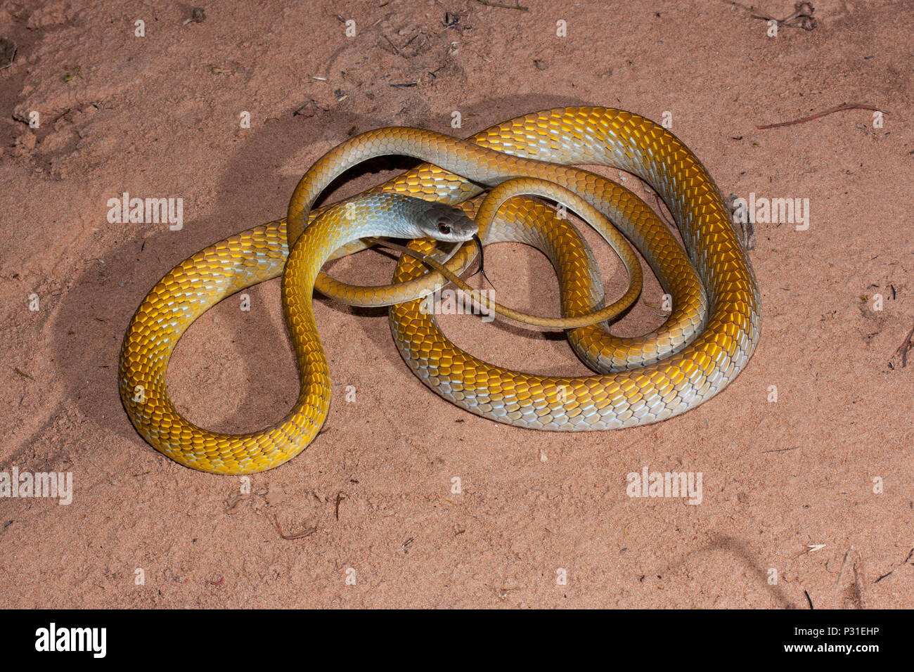 Common Tree Snake Stock Photo - Alamy