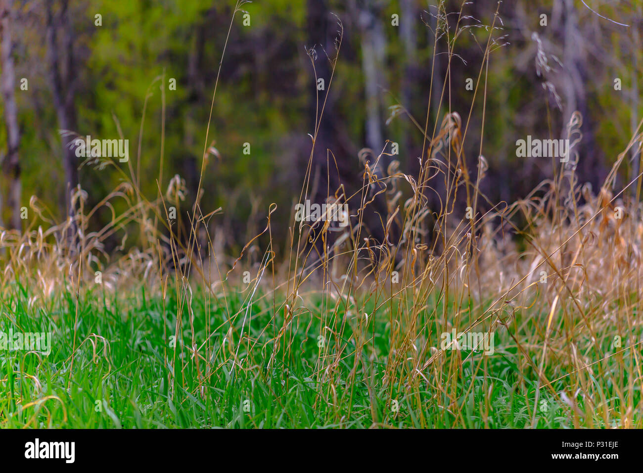 Provo landscapes hi-res stock photography and images - Alamy