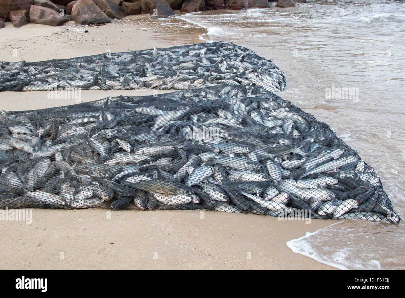 Mullet fish australia hi-res stock photography and images - Alamy
