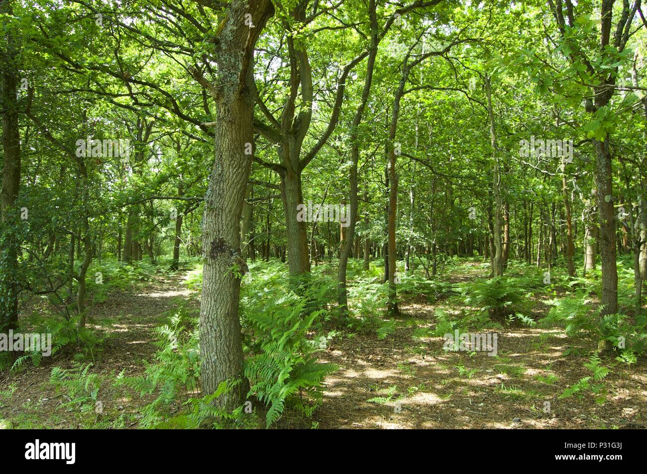 Stroll through the trees hi-res stock photography and images - Alamy