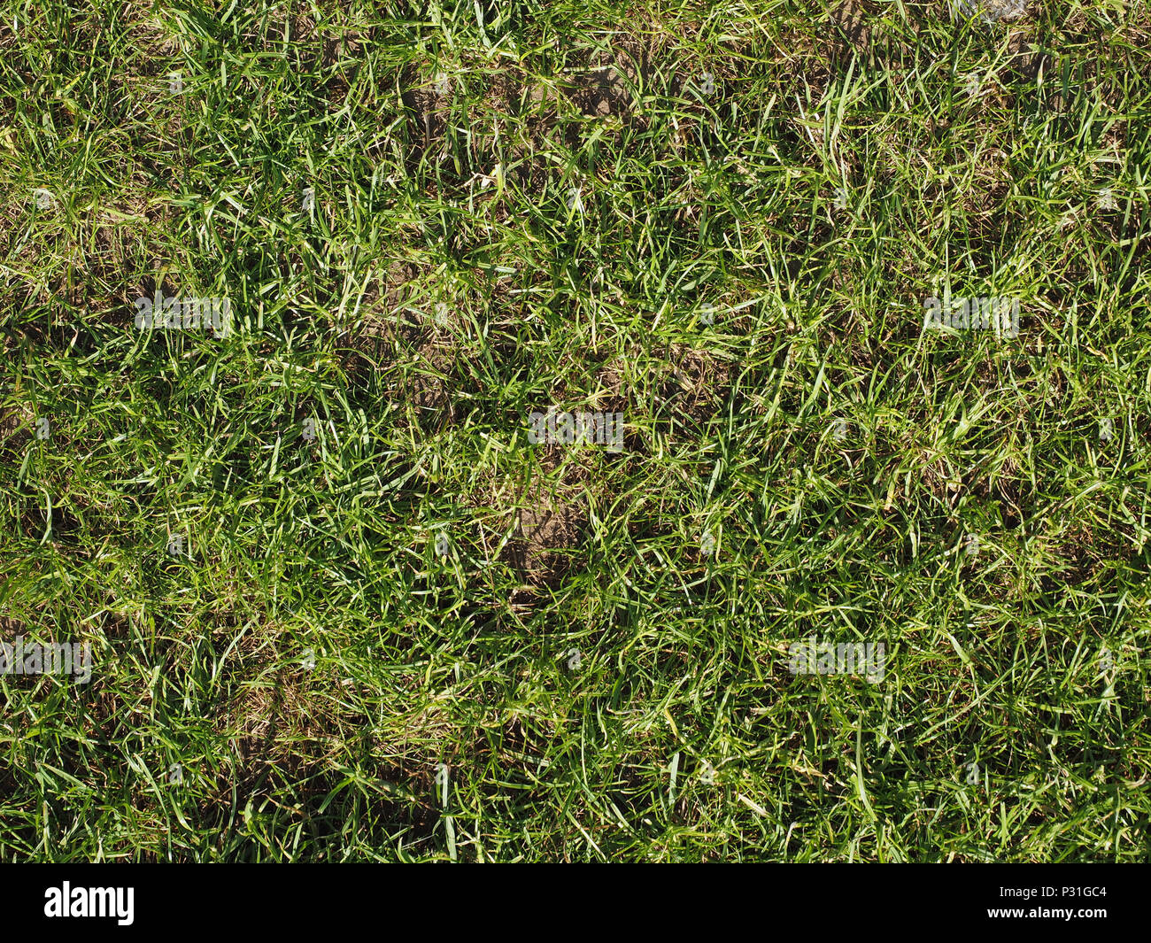 green grass texture useful as a background Stock Photo - Alamy