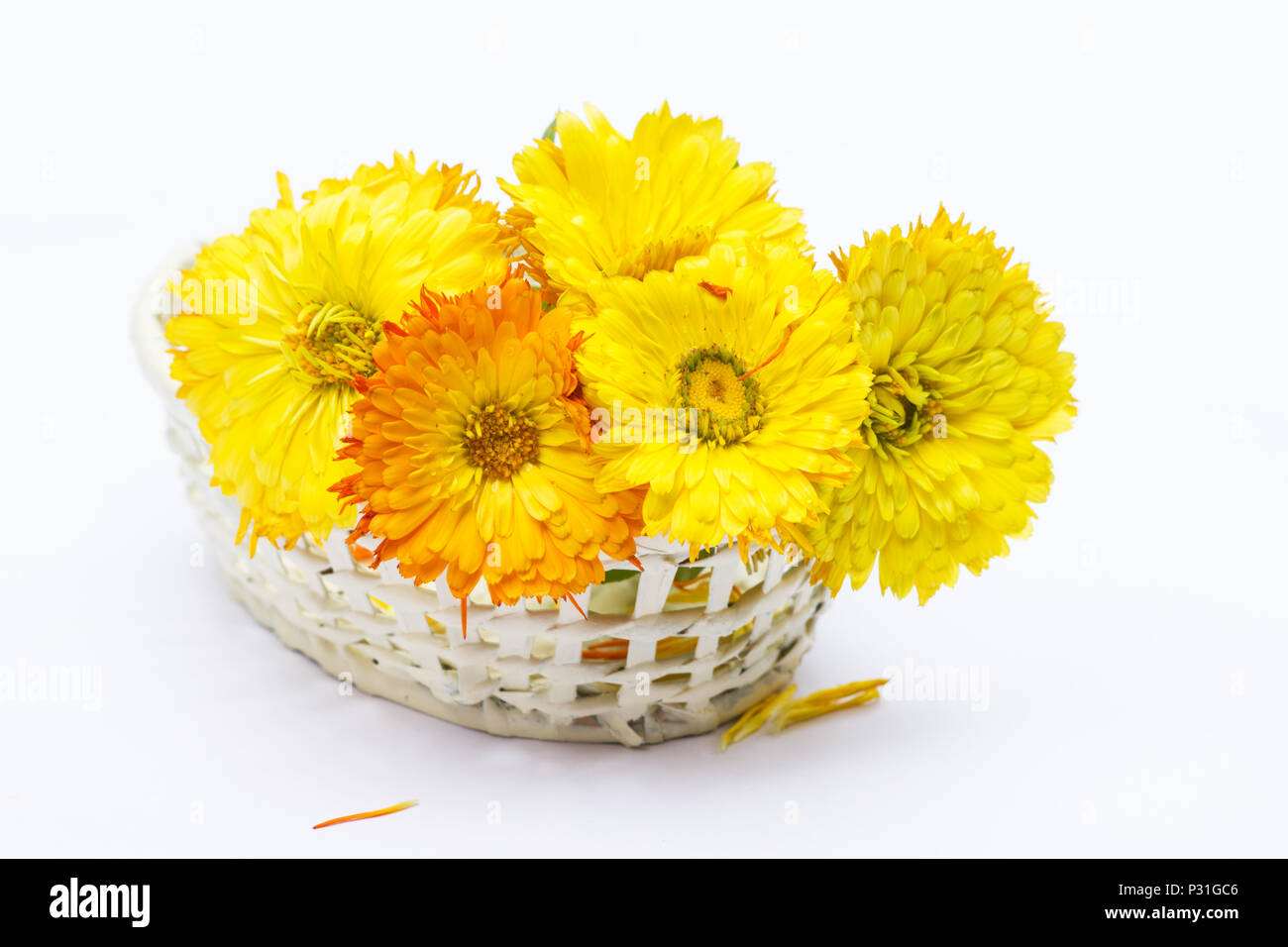 Calendula officinalis on white background Stock Photo - Alamy