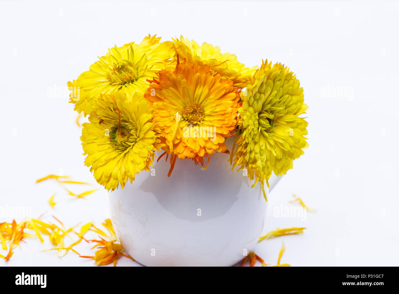 Calendula officinalis on white background Stock Photo - Alamy