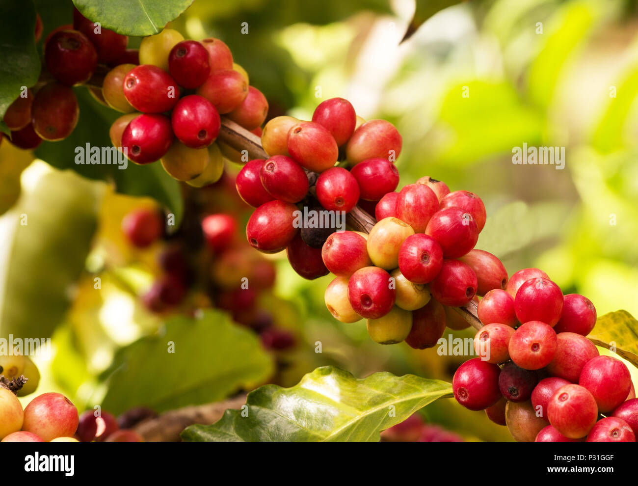 Brazil coffee plantation not farm hi-res stock photography and images ...