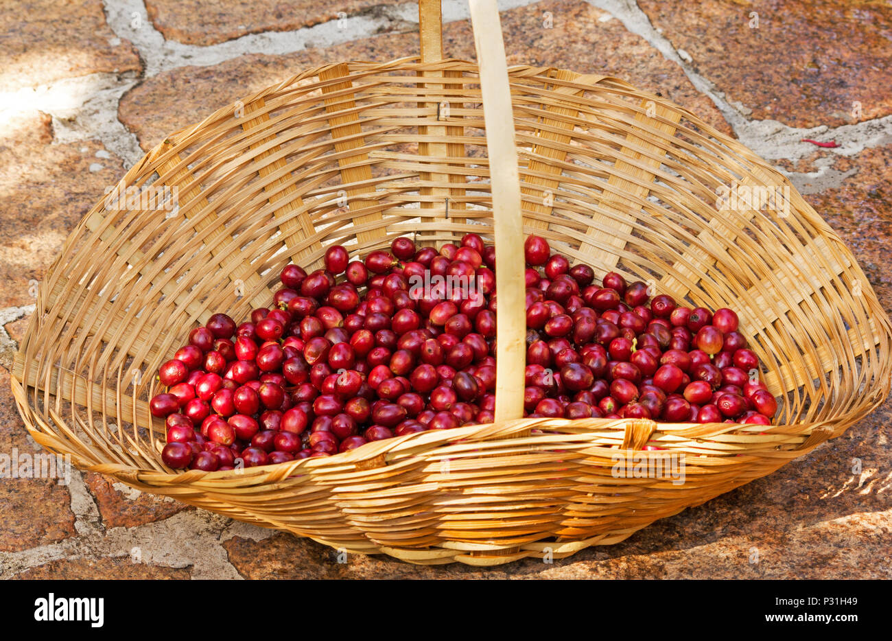 Ripe coffee beans hi-res stock photography and images - Alamy