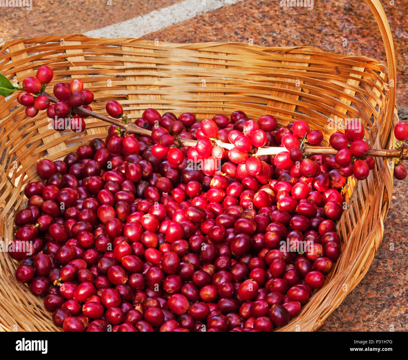 Ripe coffee beans hi-res stock photography and images - Alamy