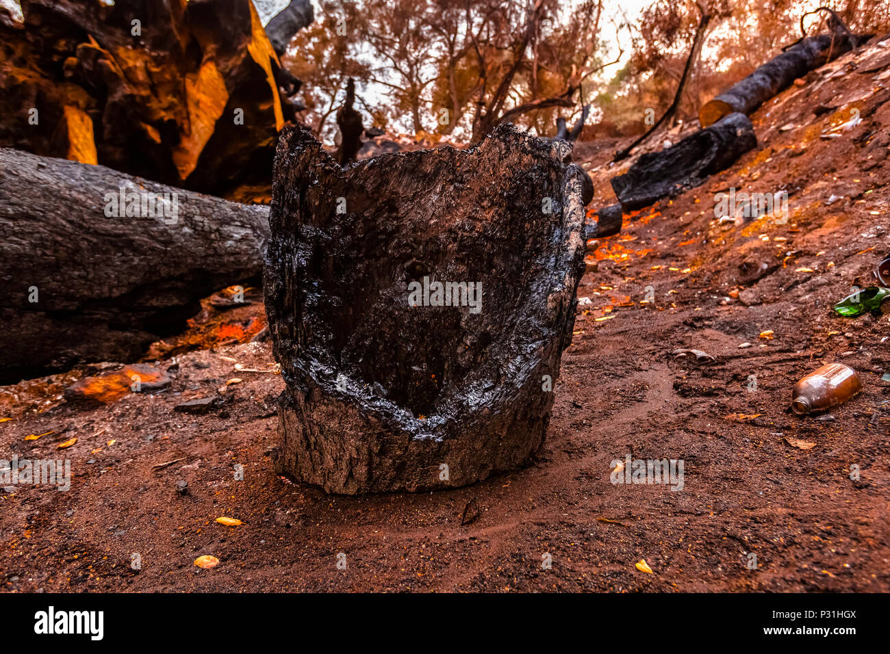 Large oak tree destroyed by fire. Workers came in and chopped the tree ...