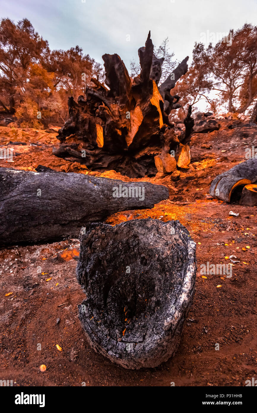 Large oak tree destroyed by fire. Workers came in and chopped the tree ...