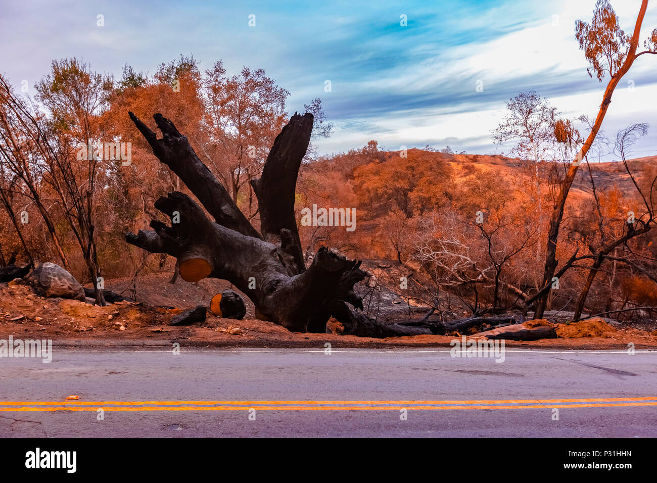 Large oak tree destroyed by fire. Workers came in and chopped the tree ...