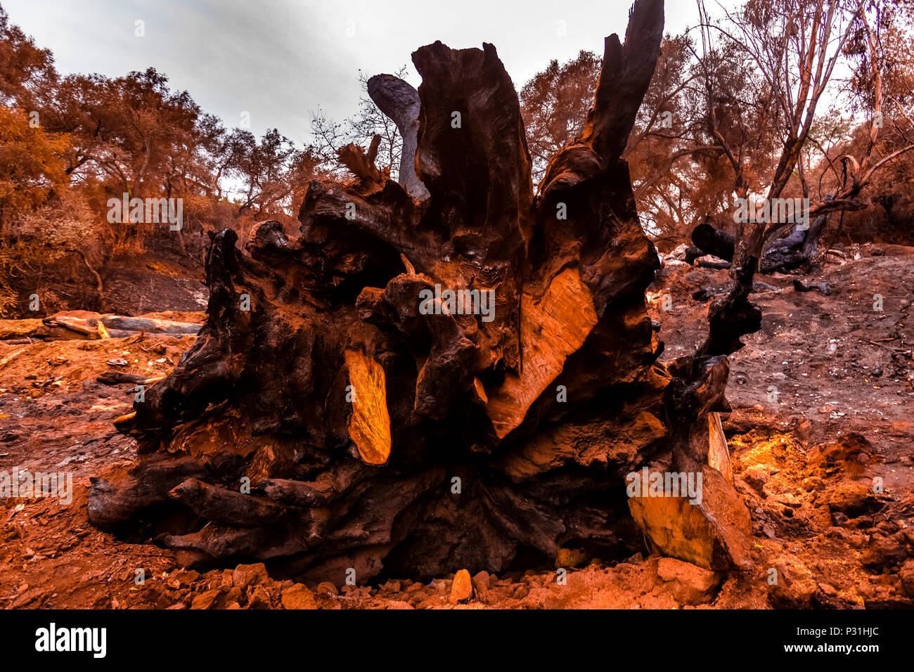 Large oak tree destroyed by fire. Workers came in and chopped the tree ...