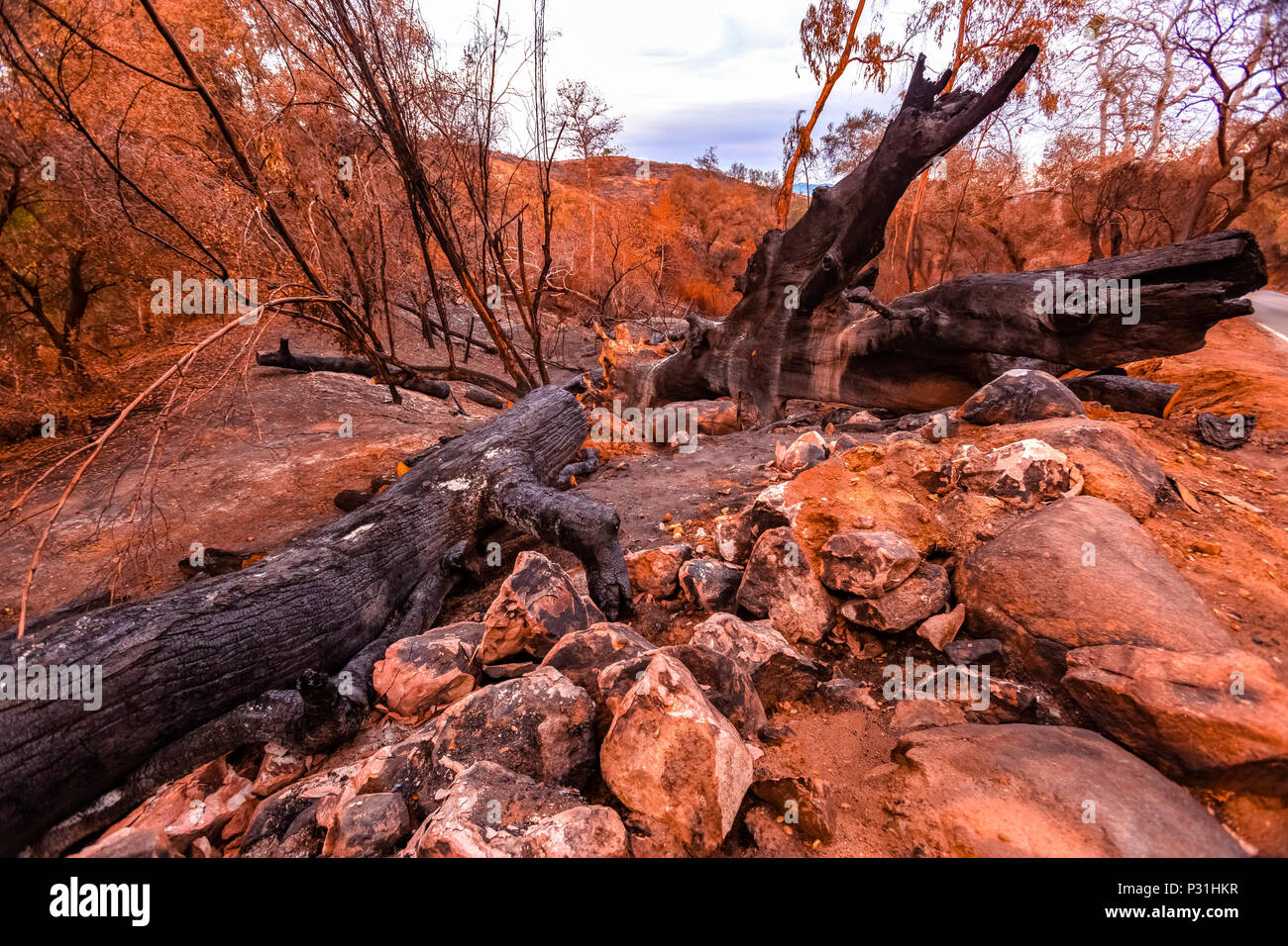 Large oak tree destroyed by fire. Workers came in and chopped the tree ...