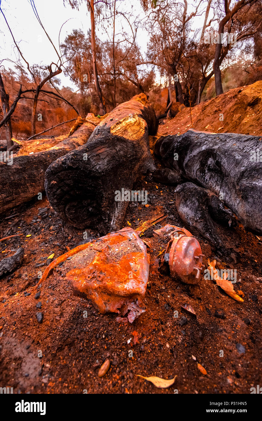 Large oak tree destroyed by fire. Workers came in and chopped the tree ...