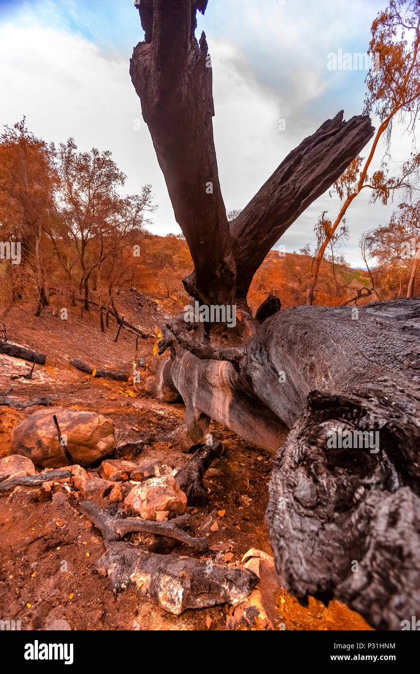 Large oak tree destroyed by fire. Workers came in and chopped the tree ...