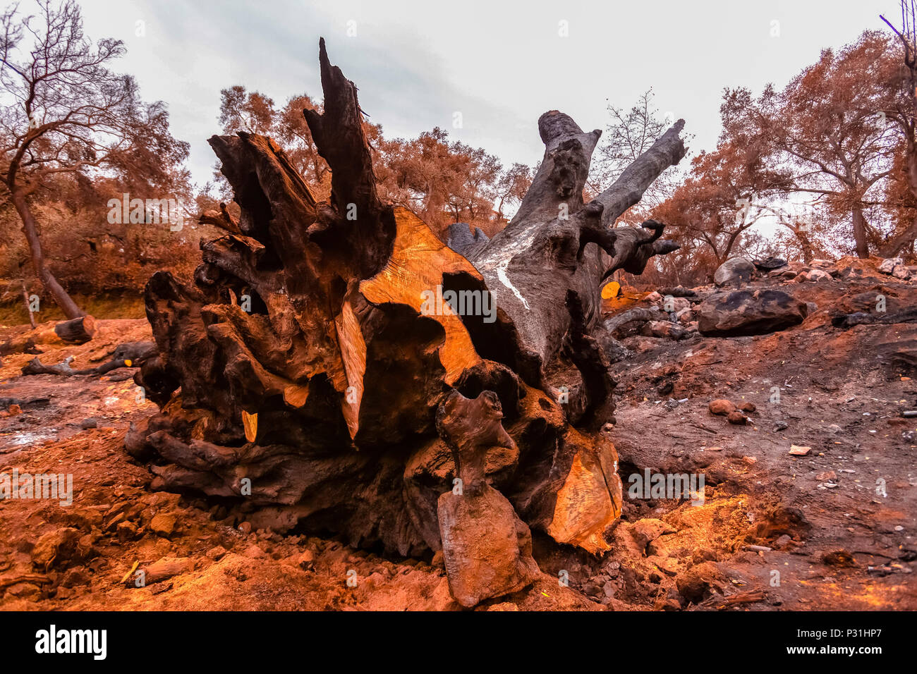 Large oak tree destroyed by fire. Workers came in and chopped the tree ...