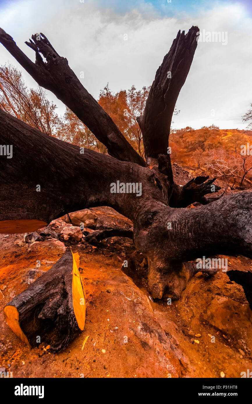 Large oak tree destroyed by fire. Workers came in and chopped the tree ...