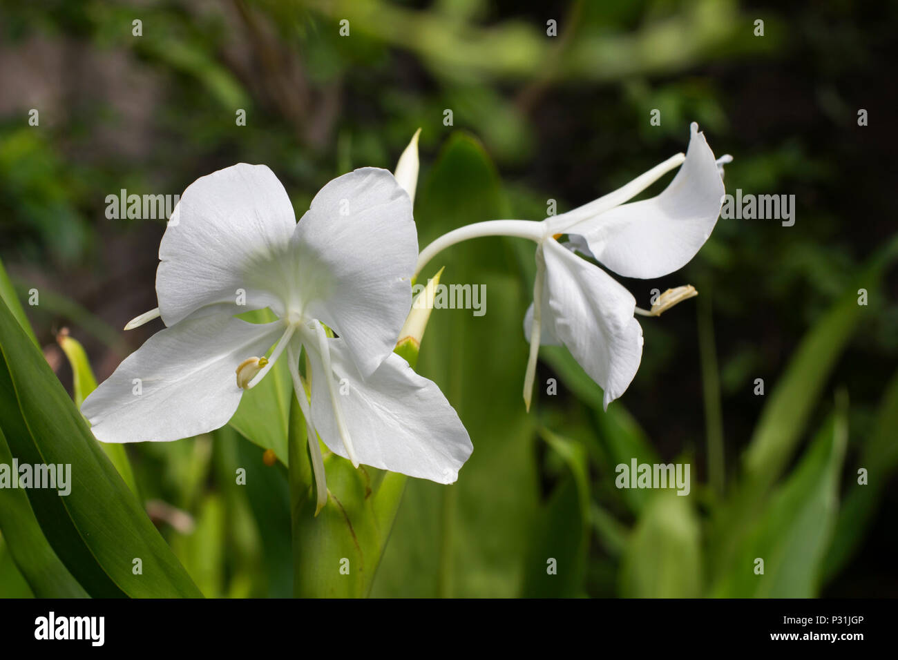 Hedychium coronarium, commonly known in Cuba as Hedychium coronarium, commonly known in Cuba as